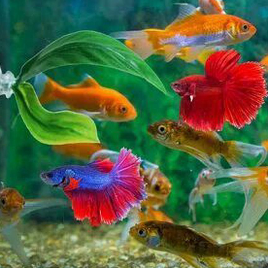 Приют для рыбок