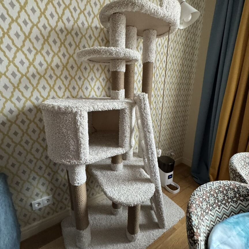 Когтеточка Мейн Кун Чик
