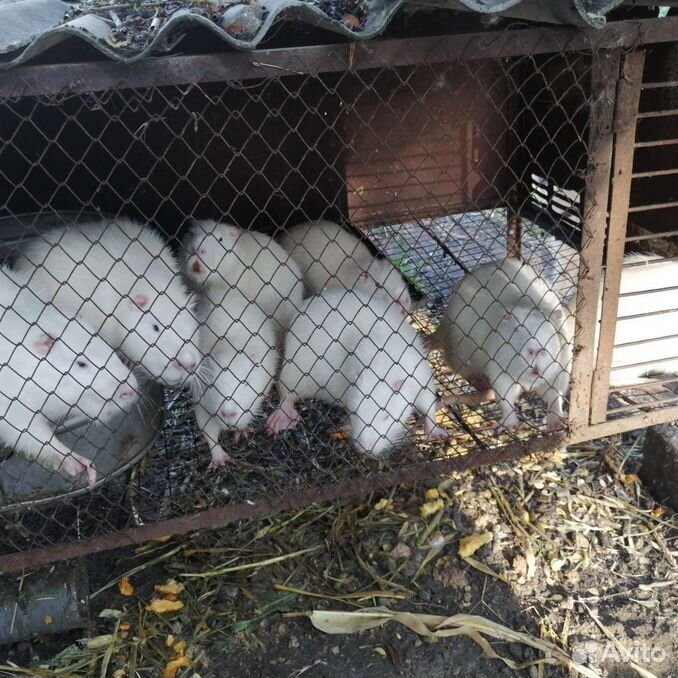 Грызуны. Нутрии