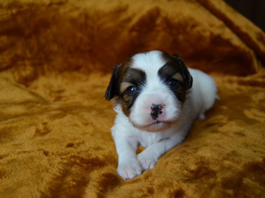 Щенки папийона