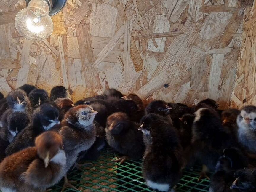 Цыплята