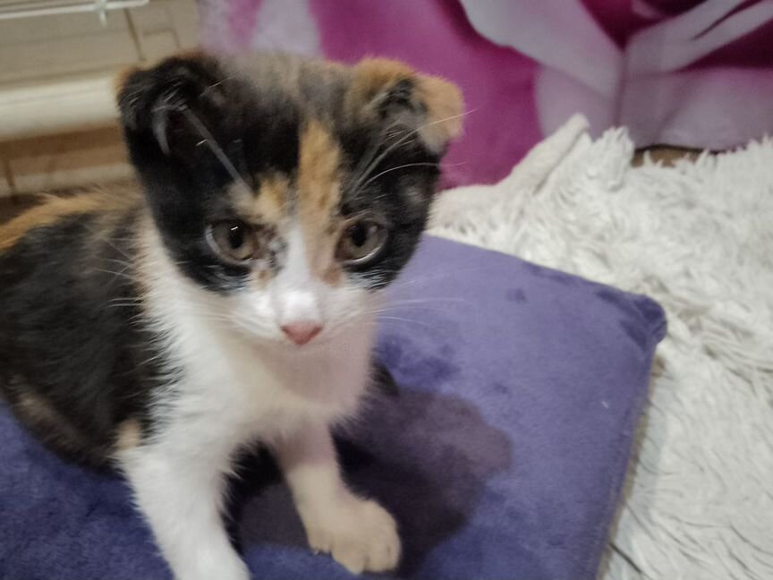 Отдам в добрые руки кошечку