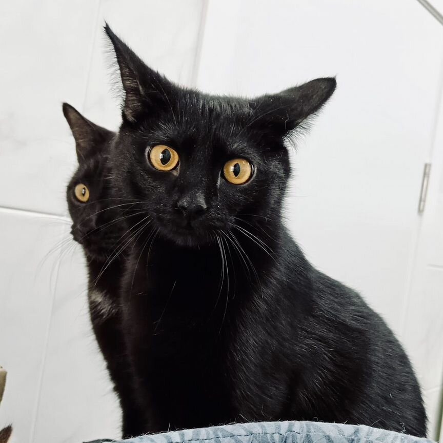 Вжик в добрые руки