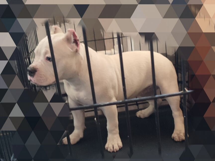 Американский булли покет щенки