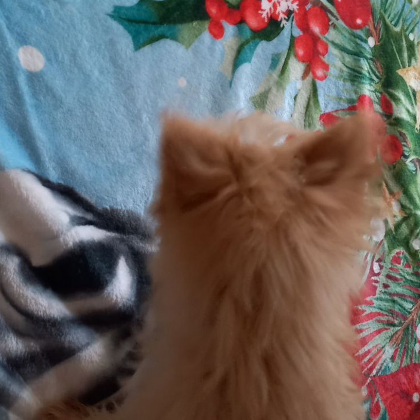 Попугай карелла ручной