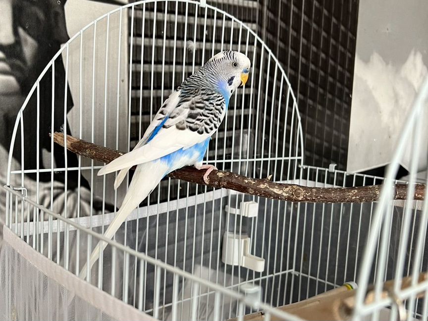 Волнистый попугай с клеткой