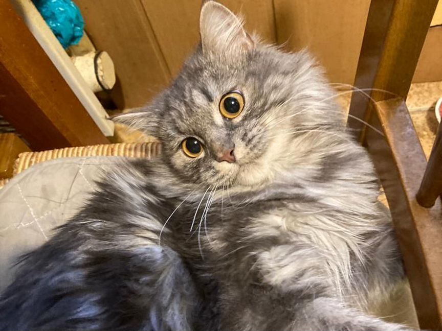 Шотландская кошечка