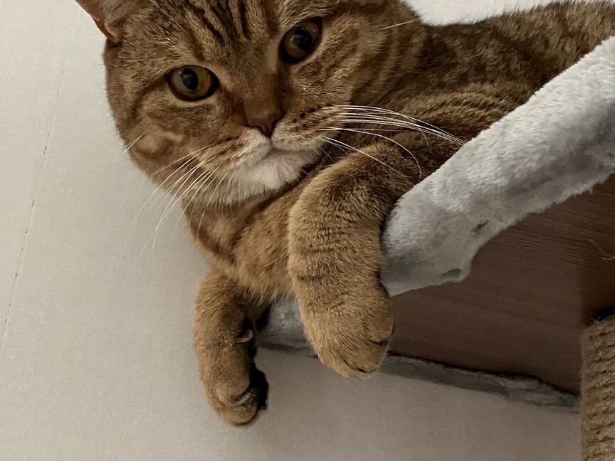 Британский кот