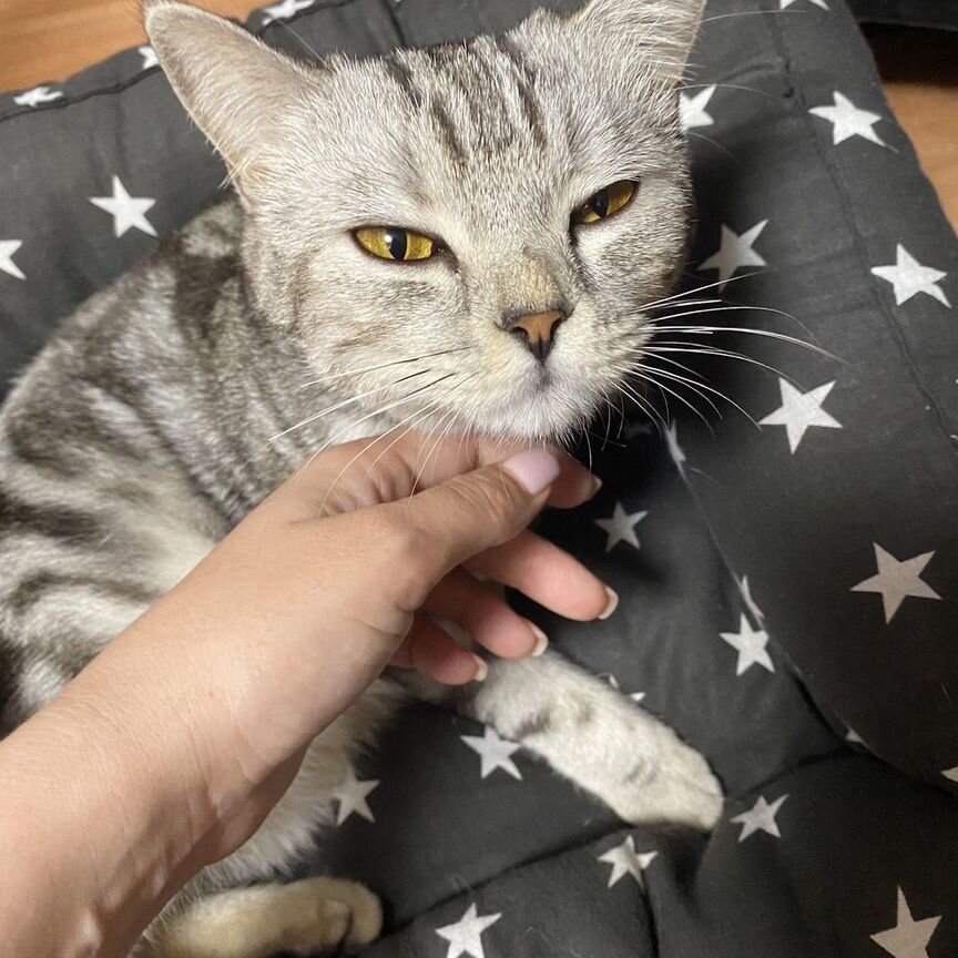 Шотландская прямоухая кошка на вязку