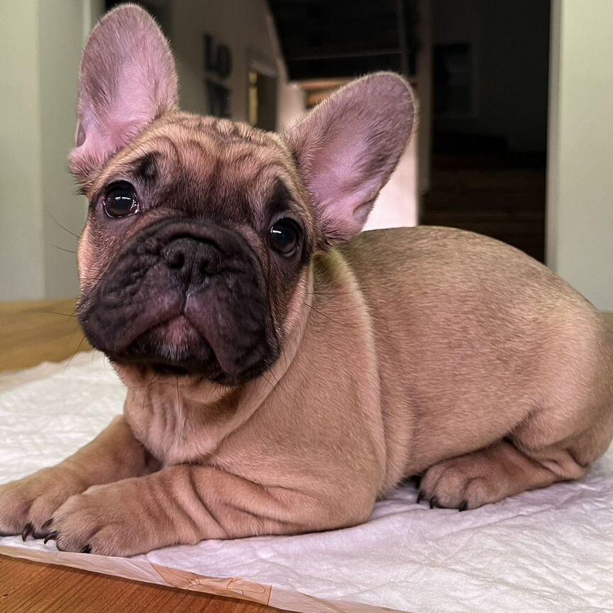 Французский бульдог, щенок