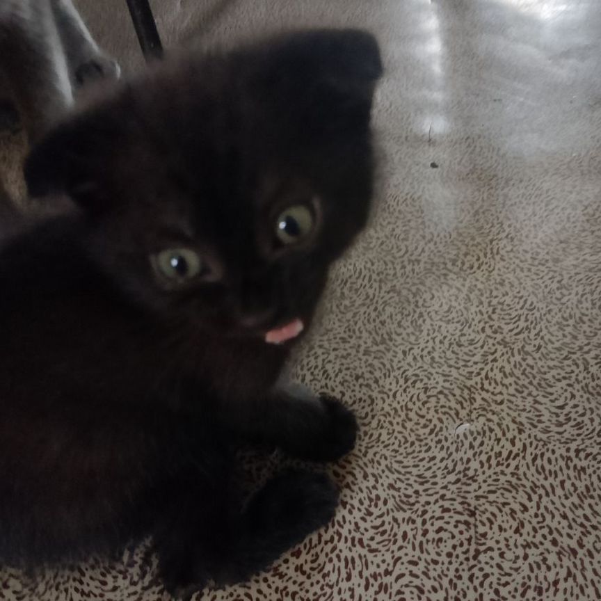 Шотландский вислоухий короткошёрстный котёнок