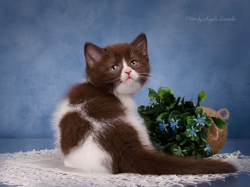 Британский медвежонок