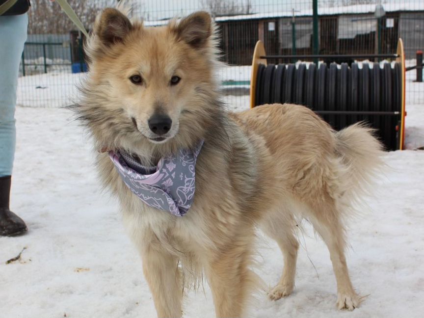 Красавец Гамбит. Предательство людей. В приюте