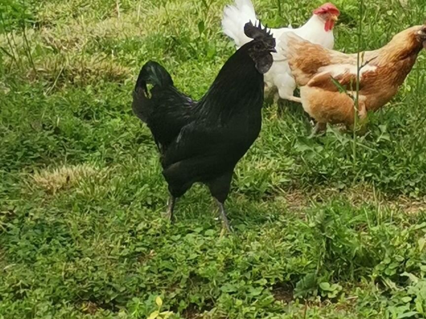 Петух ухейилюй