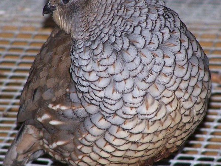 Чешуйчатый перепел