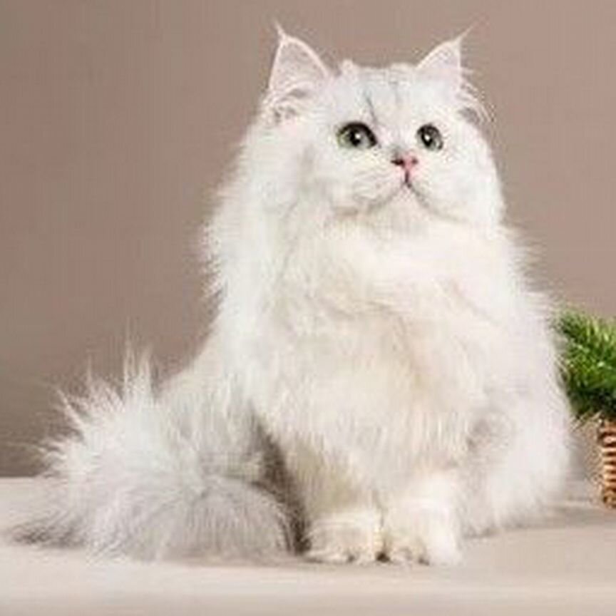 Британская длинношёрстная кошка, взрослая