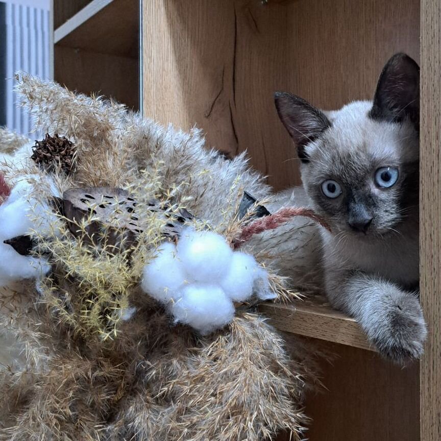 Отдам котенка в добрые руки