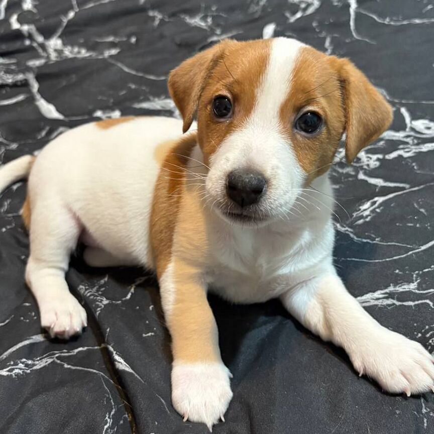 Джек-рассел-терьер, щенок