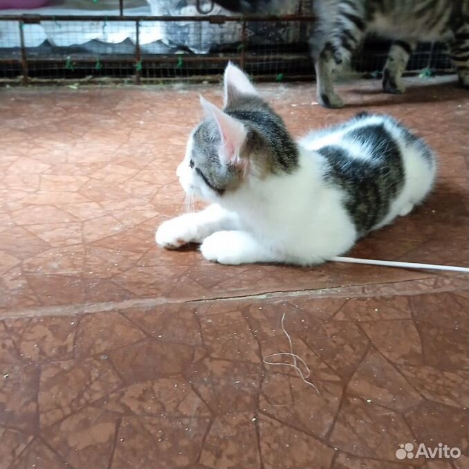Котята в приюте. Девочки 2,5 мес. Привиты