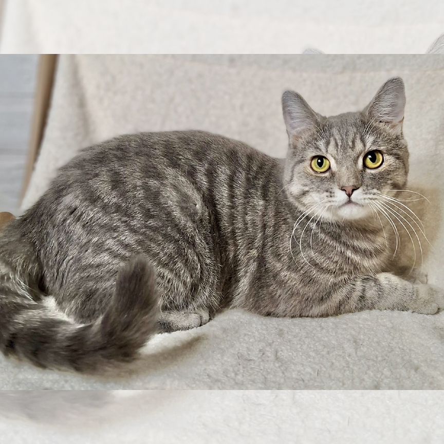 Британский короткошёрстный, взрослый кот