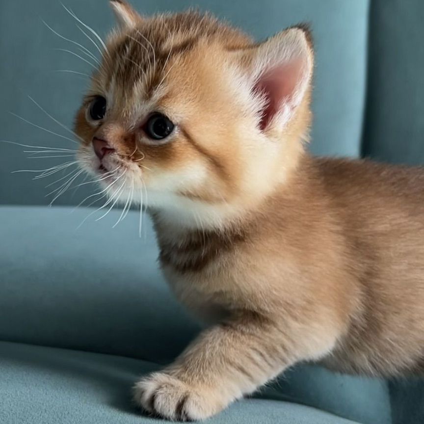 Шотландский прямоухий короткошёрстный котёнок