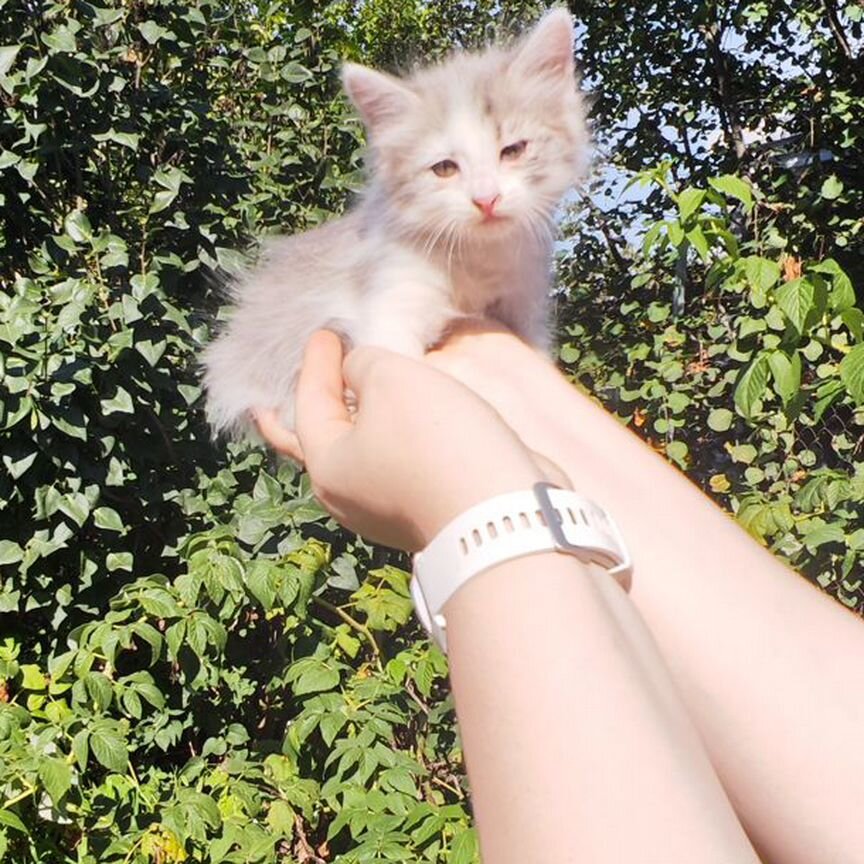 Отдам котят в добрые руки Доставка по Самаре