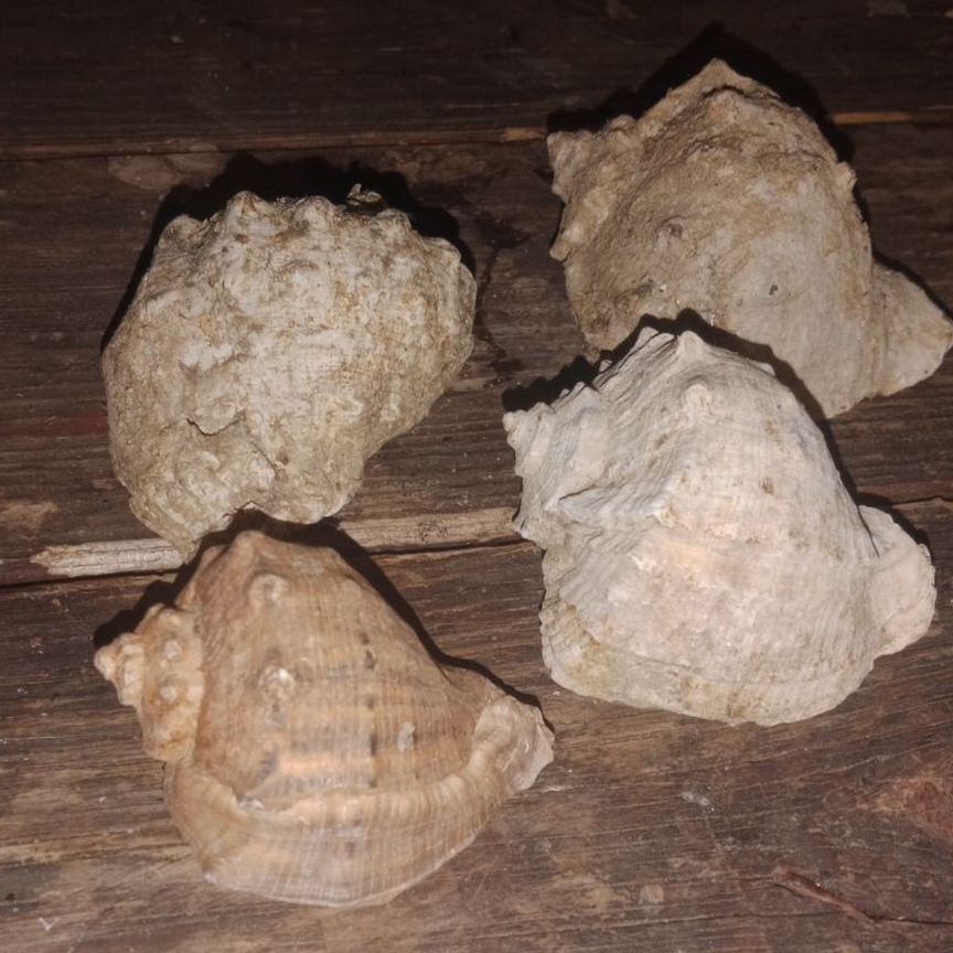 Морские ракушки раковины