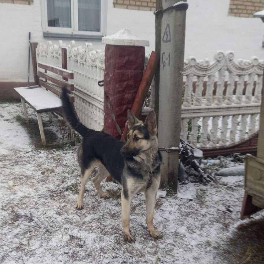 Восточноевропейская овчарка, взрослая собака