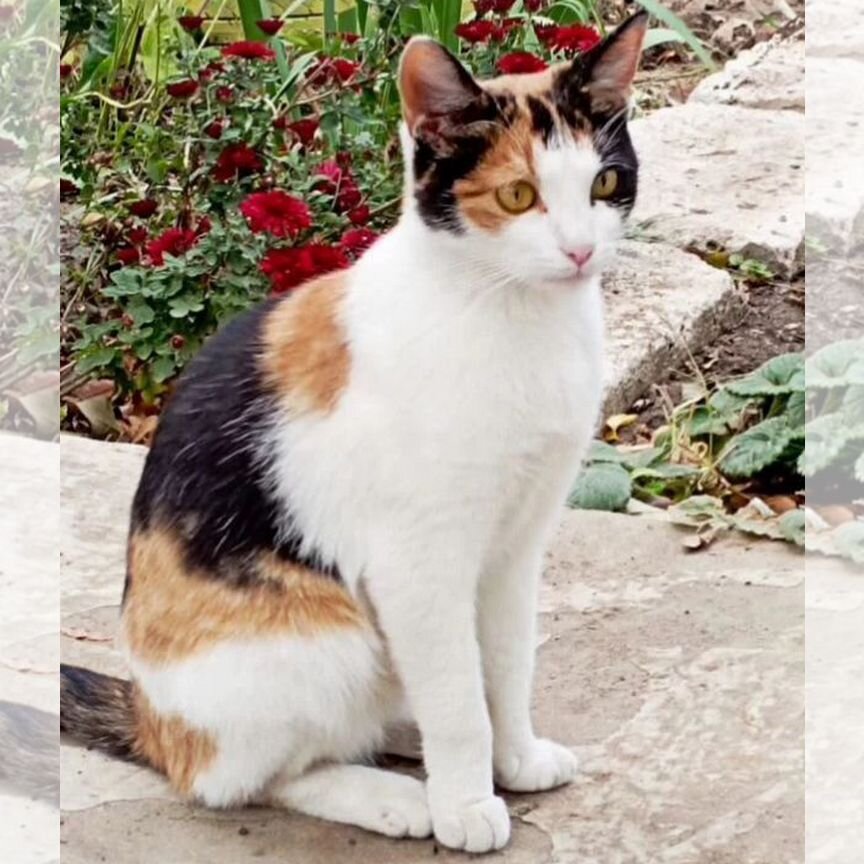 Кошечка оставленная на дачах