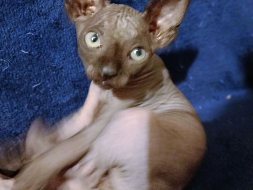 Канадский сфинкс котенок мальчик