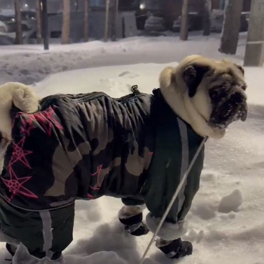 Комбинезон (куртка) для собак (мопс, француз)