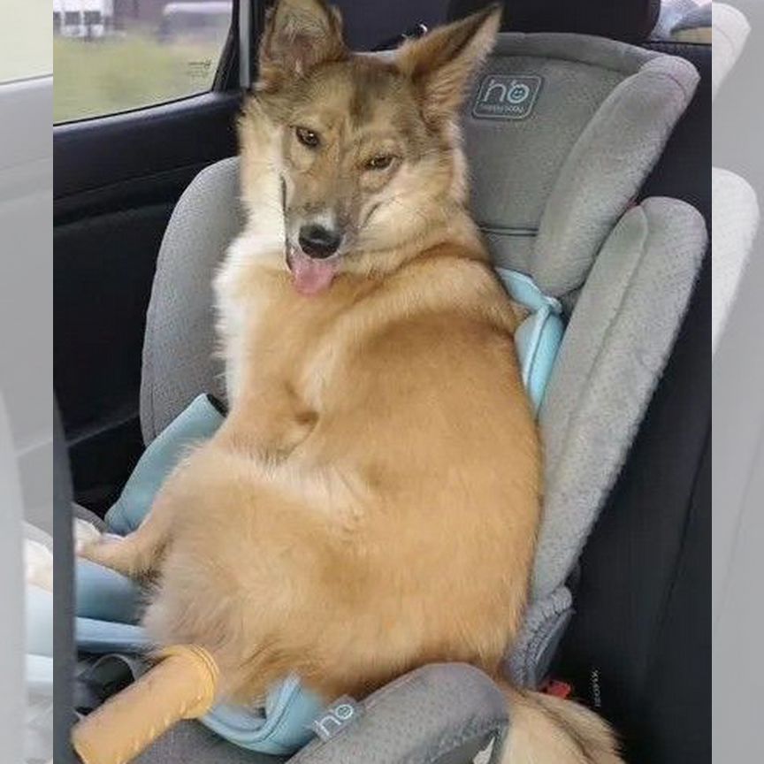 Взрослая собака в добрые руки