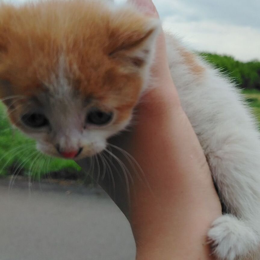 Котёнок в добрые руки