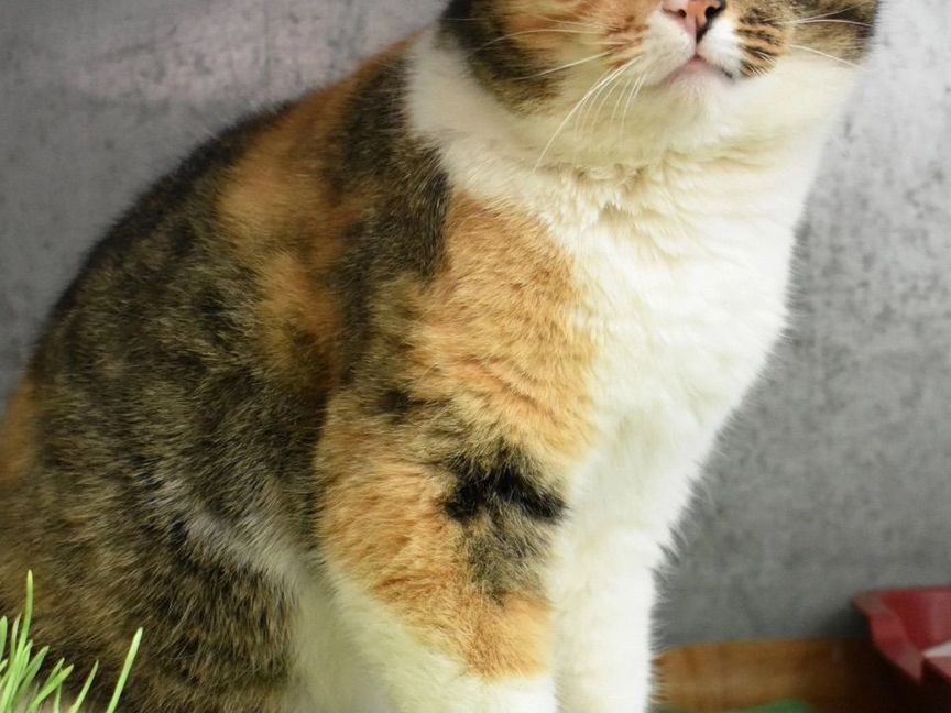 Кошка в дар