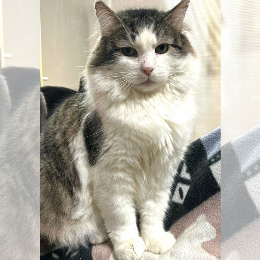 Кеше очень нужен заботливый человек