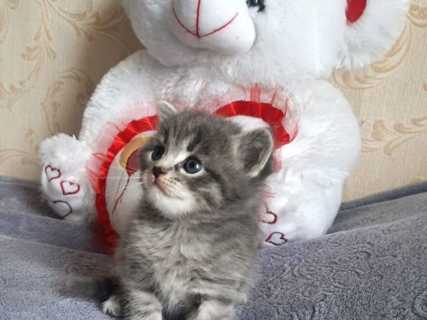 Британская девчуля