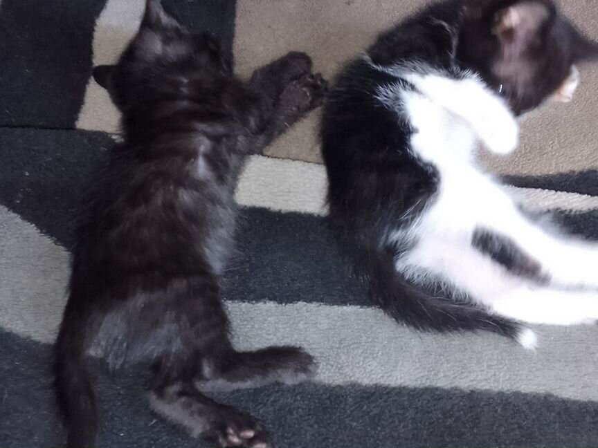 Котята-полубенгалы бенгальские котята