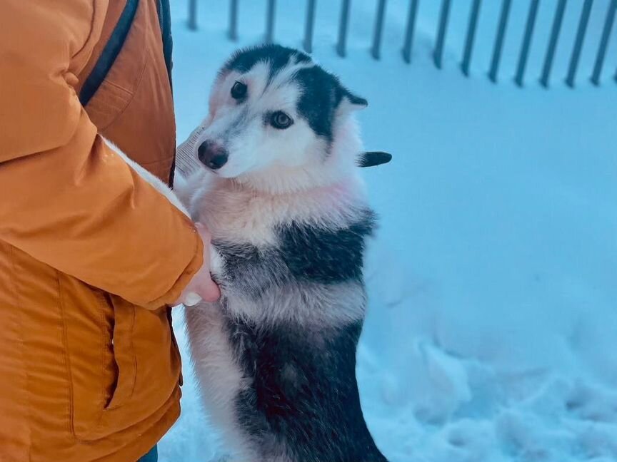 Собака которую предали