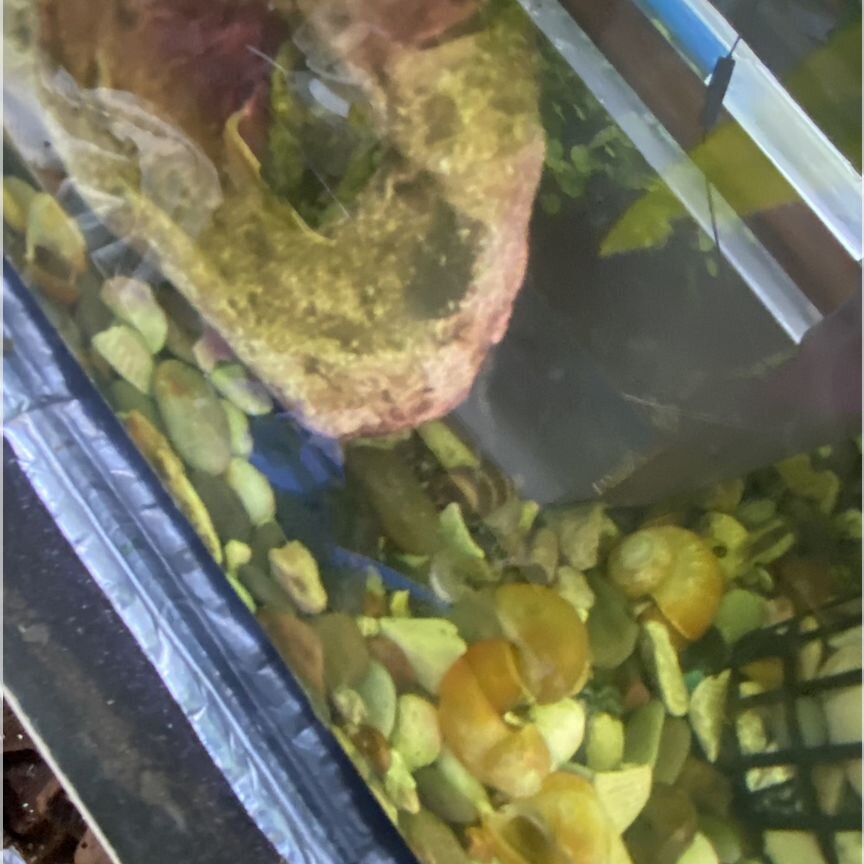 Продам аквариумных улиток теодоктус хелена