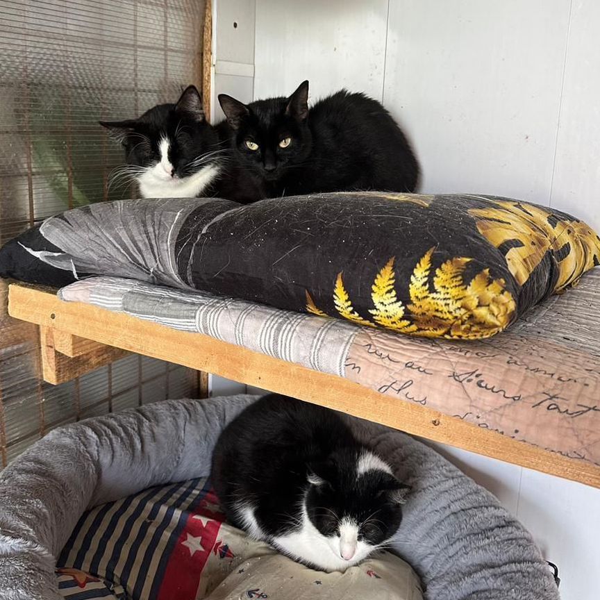 Взрослая, Девочка кошка в добрые руки