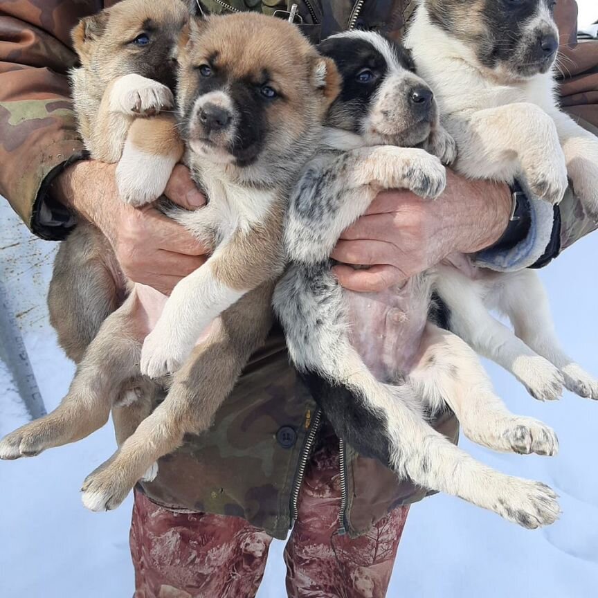 Продаются щенки