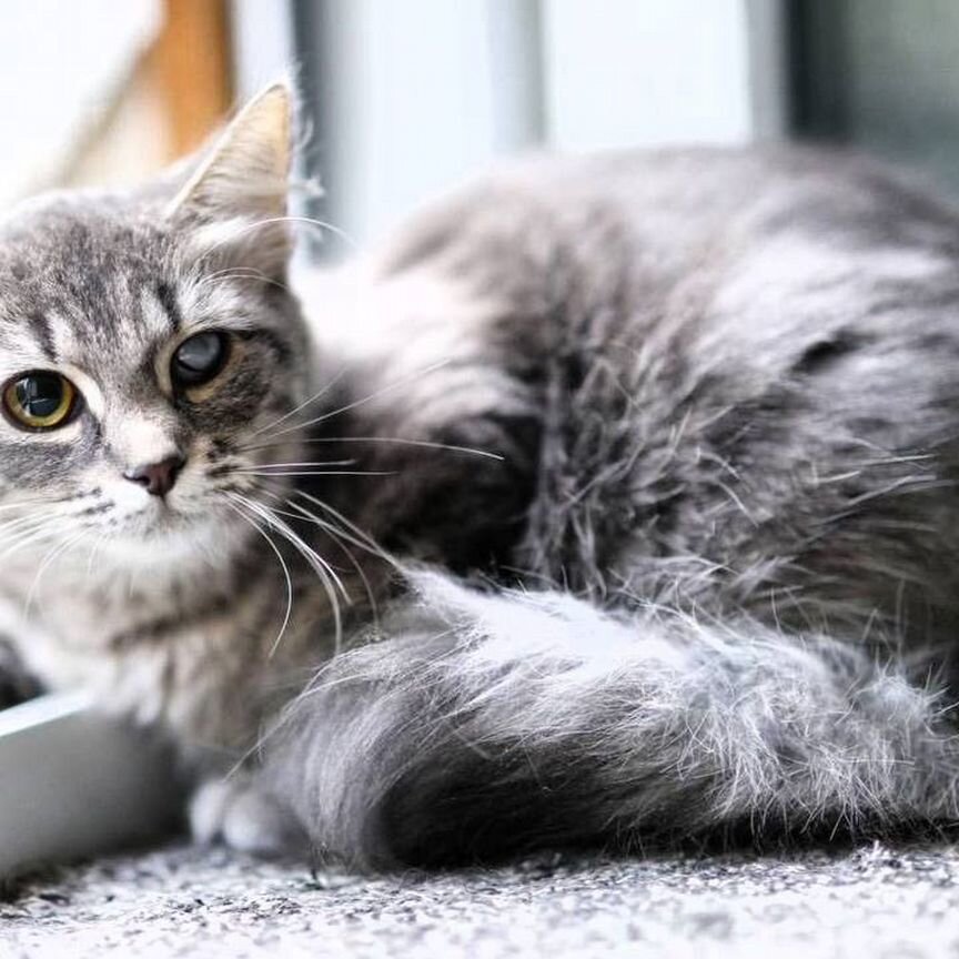 Котенок особенный