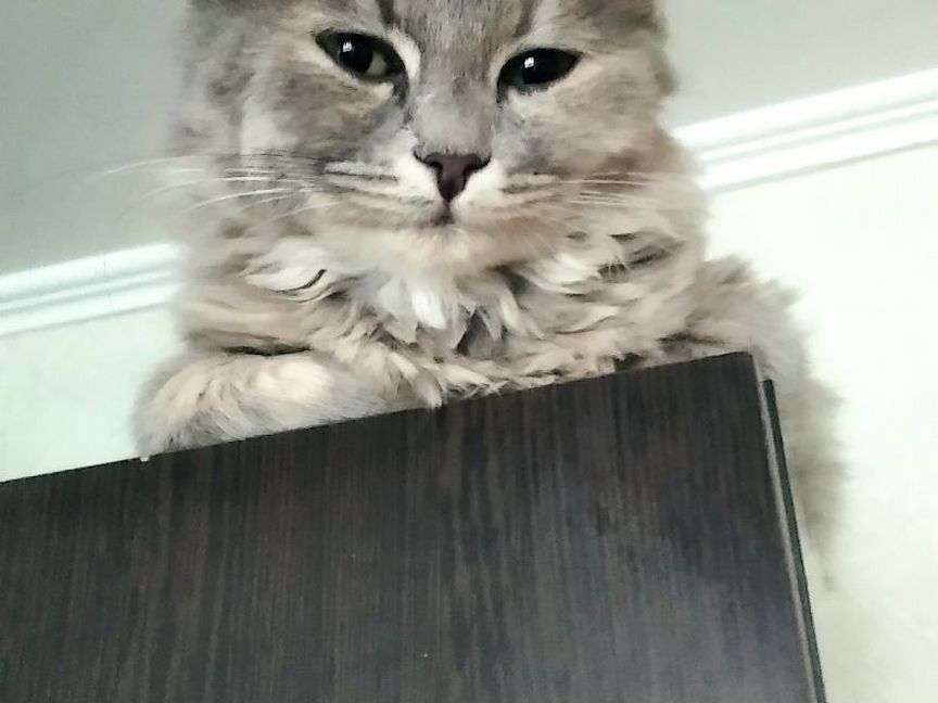 Кошечка Катя, 5 мес