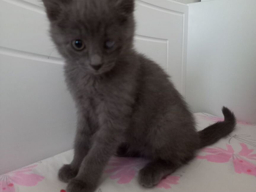 Котенок ищет дом и любящих хозяев