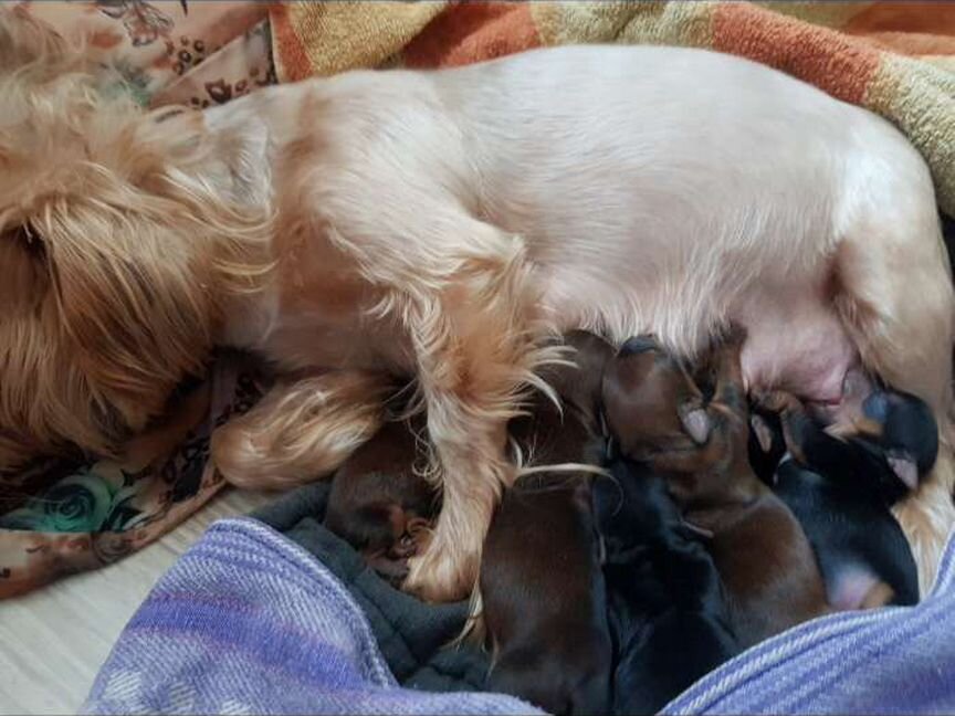 Йоркширский терьер щенки