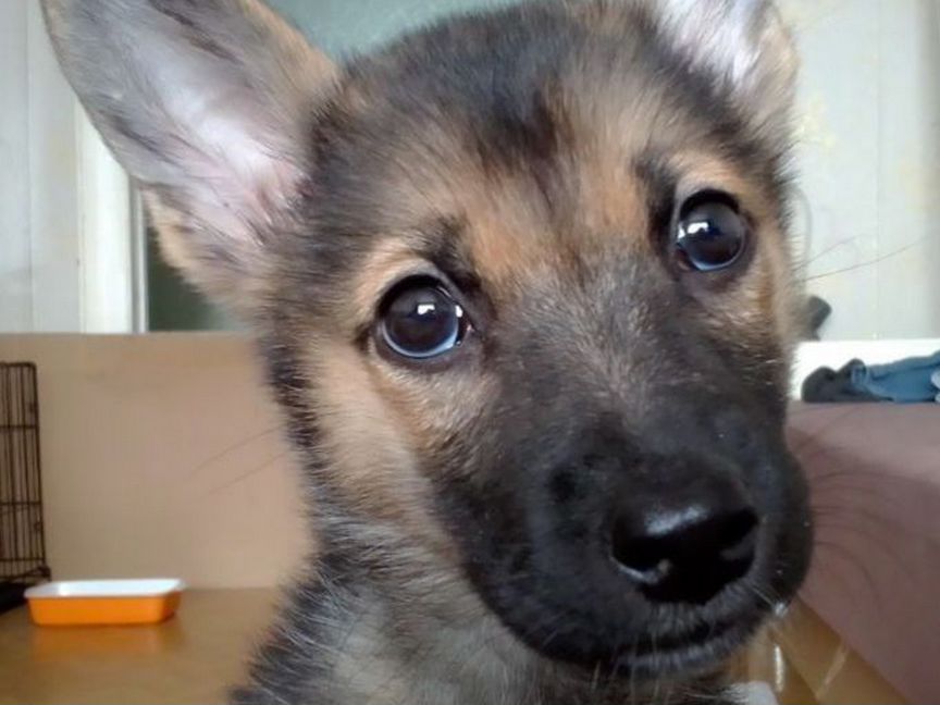 Маленький ласковый щенок ищет дом