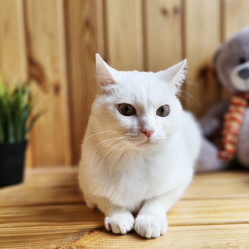 Очей очарование: кот Жемчуг, 1-1,5г., ищет дом