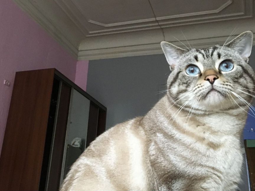 Кот по имени Афекс