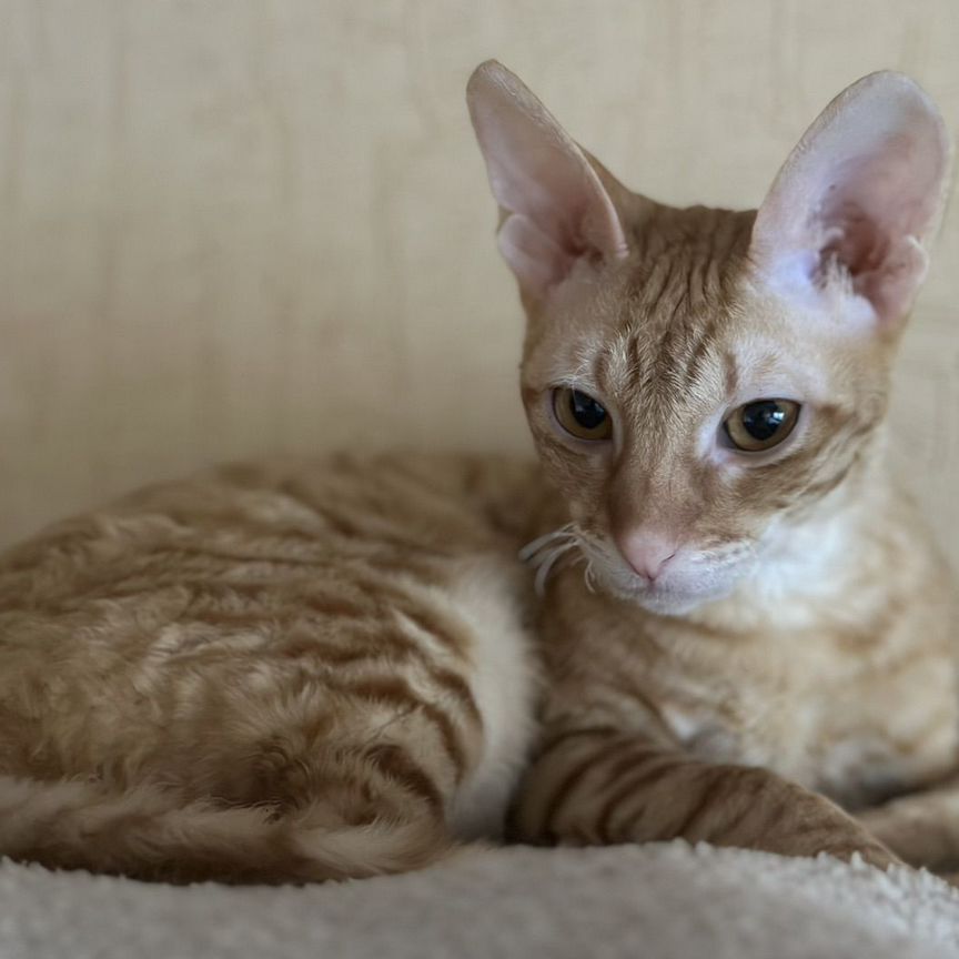 Молодая кошка корниш рекс