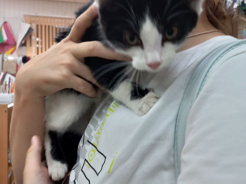 Котенок подкидыш в добрые руки